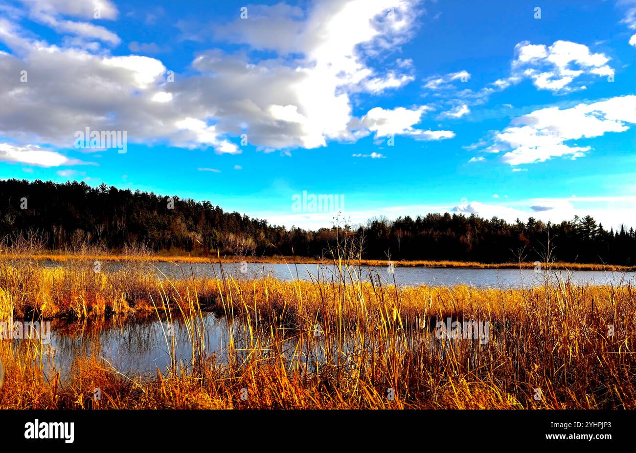 trees with sunlight in background in a blue sky with cord of wood ...