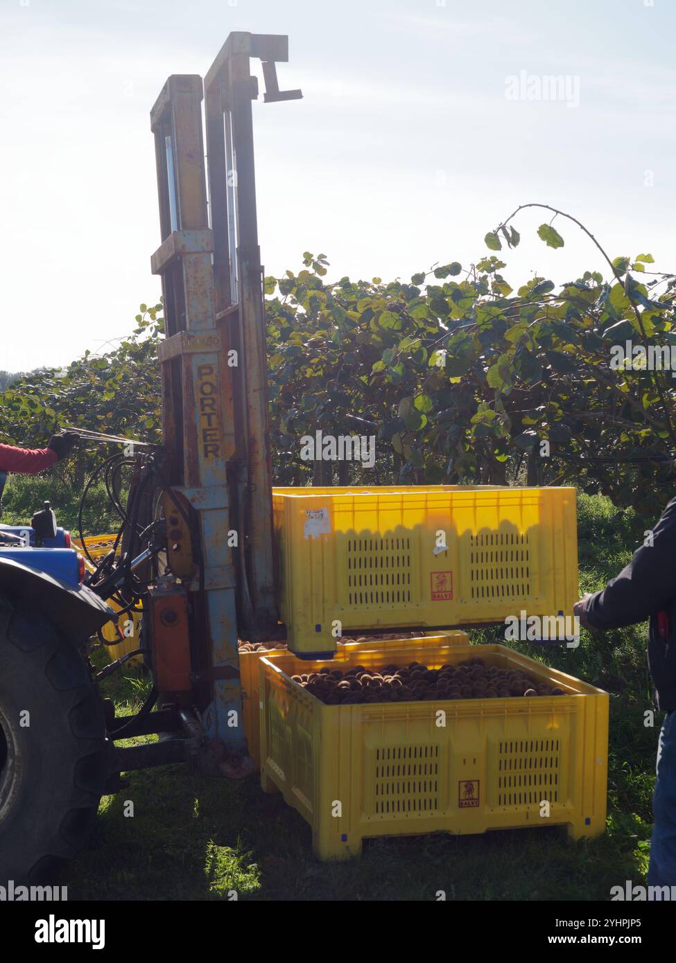 Freshly harvested Kiwi fruit in large bins being stacked by using a ...