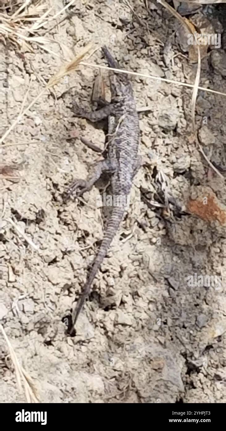 Coast Range Fence Lizard (Sceloporus occidentalis bocourtii Stock Photo ...