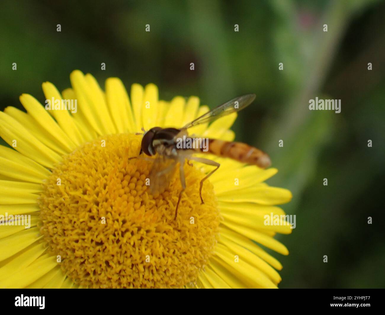 Common Globetail (Sphaerophoria scripta Stock Photo - Alamy