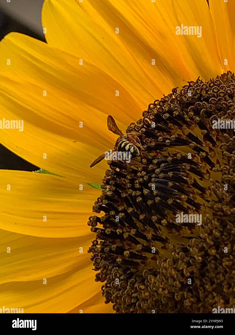 Curved Pebble Bee (Dianthidium curvatum Stock Photo - Alamy