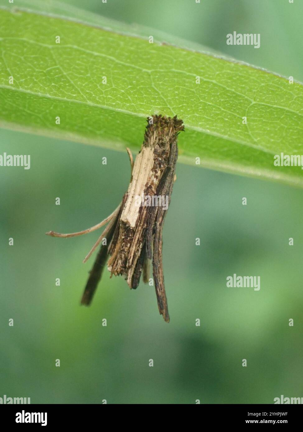 Common Bagworm Moth (Psyche casta Stock Photo - Alamy