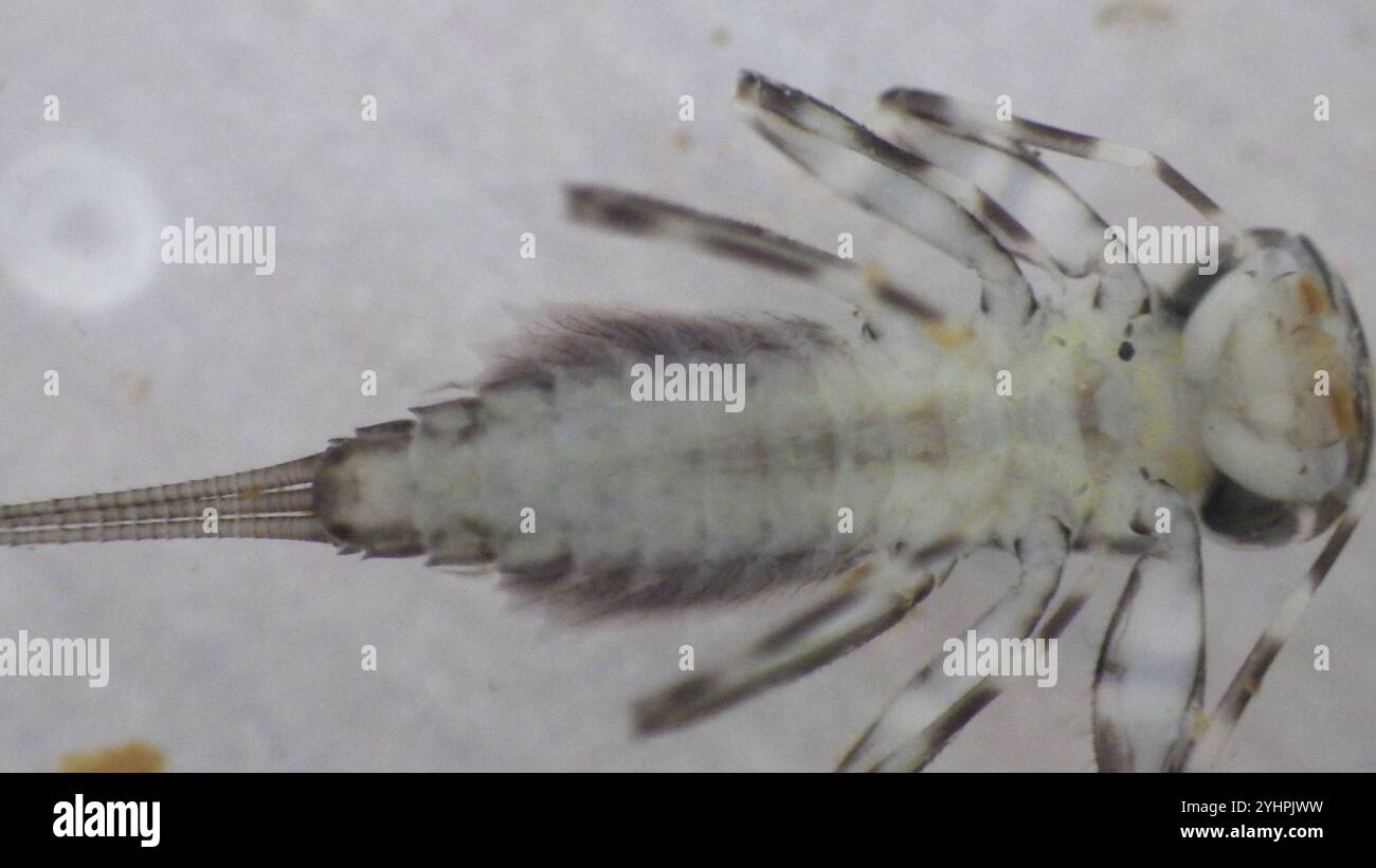 Orange Cahill (Stenacron interpunctatum Stock Photo - Alamy