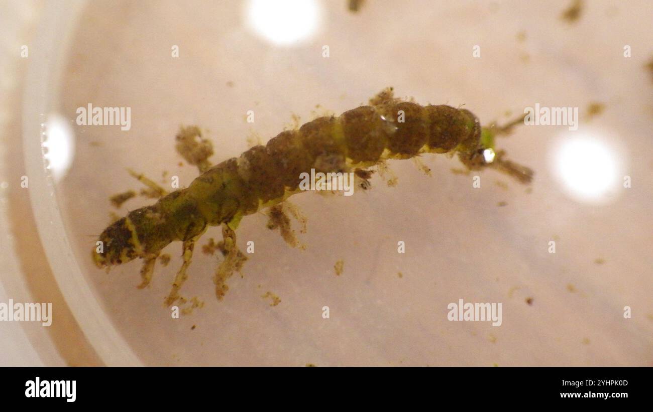 Hydropsyche hi-res stock photography and images - Alamy