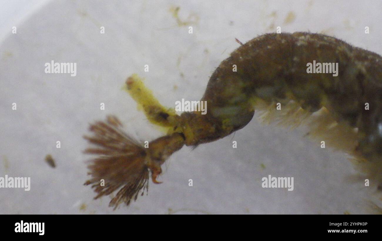 Hydropsyche hi-res stock photography and images - Alamy