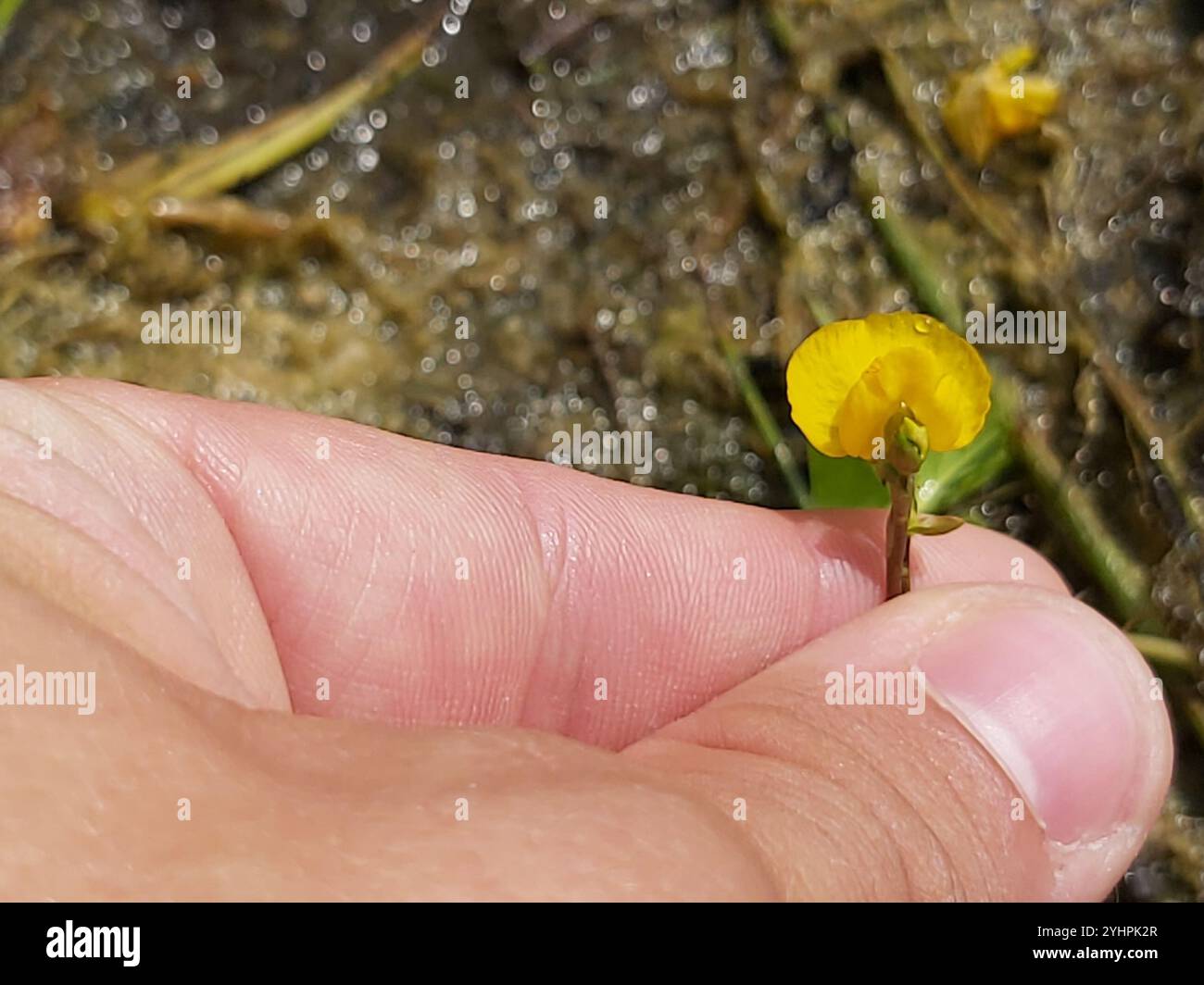 Utricularia neglecta hi-res stock photography and images - Alamy