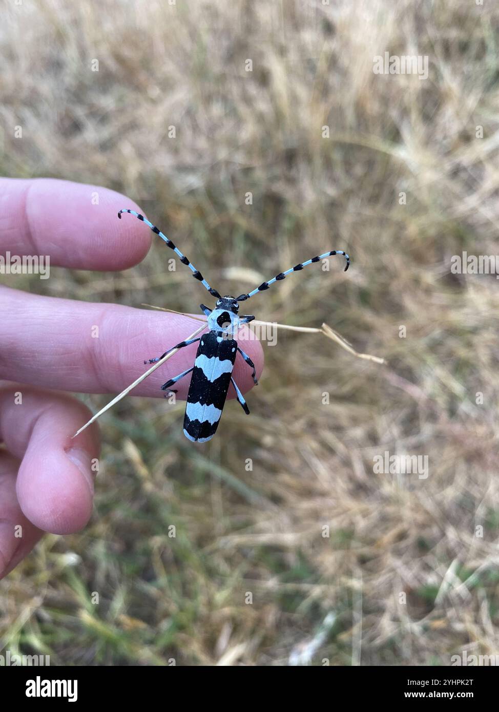 Banded Alder Borer (Rosalia funebris Stock Photo - Alamy