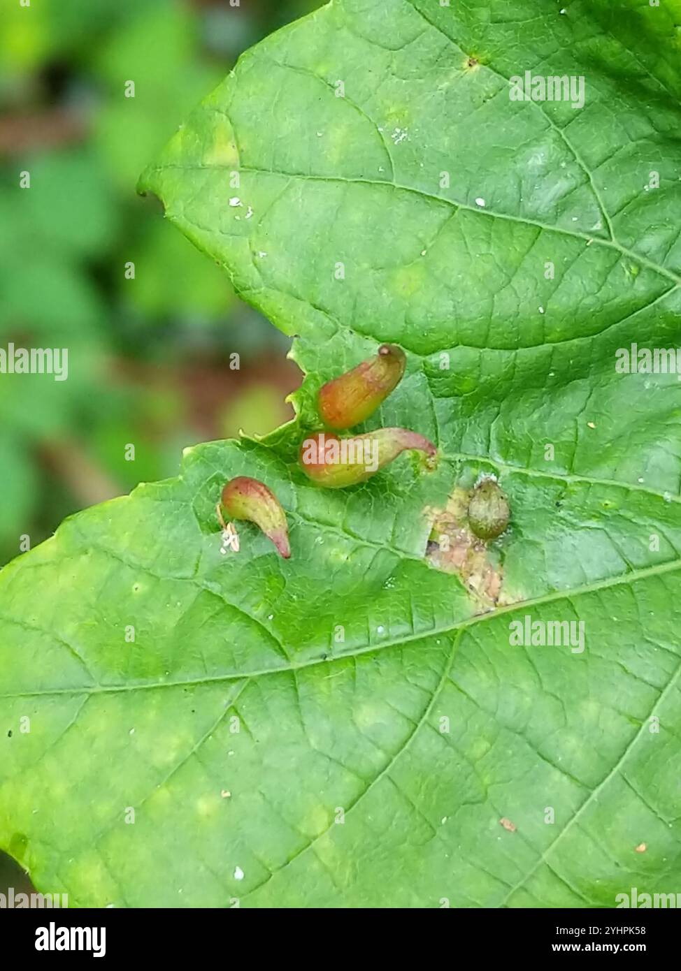 Grape Tube Gallmaker (Ampelomyia viticola Stock Photo - Alamy
