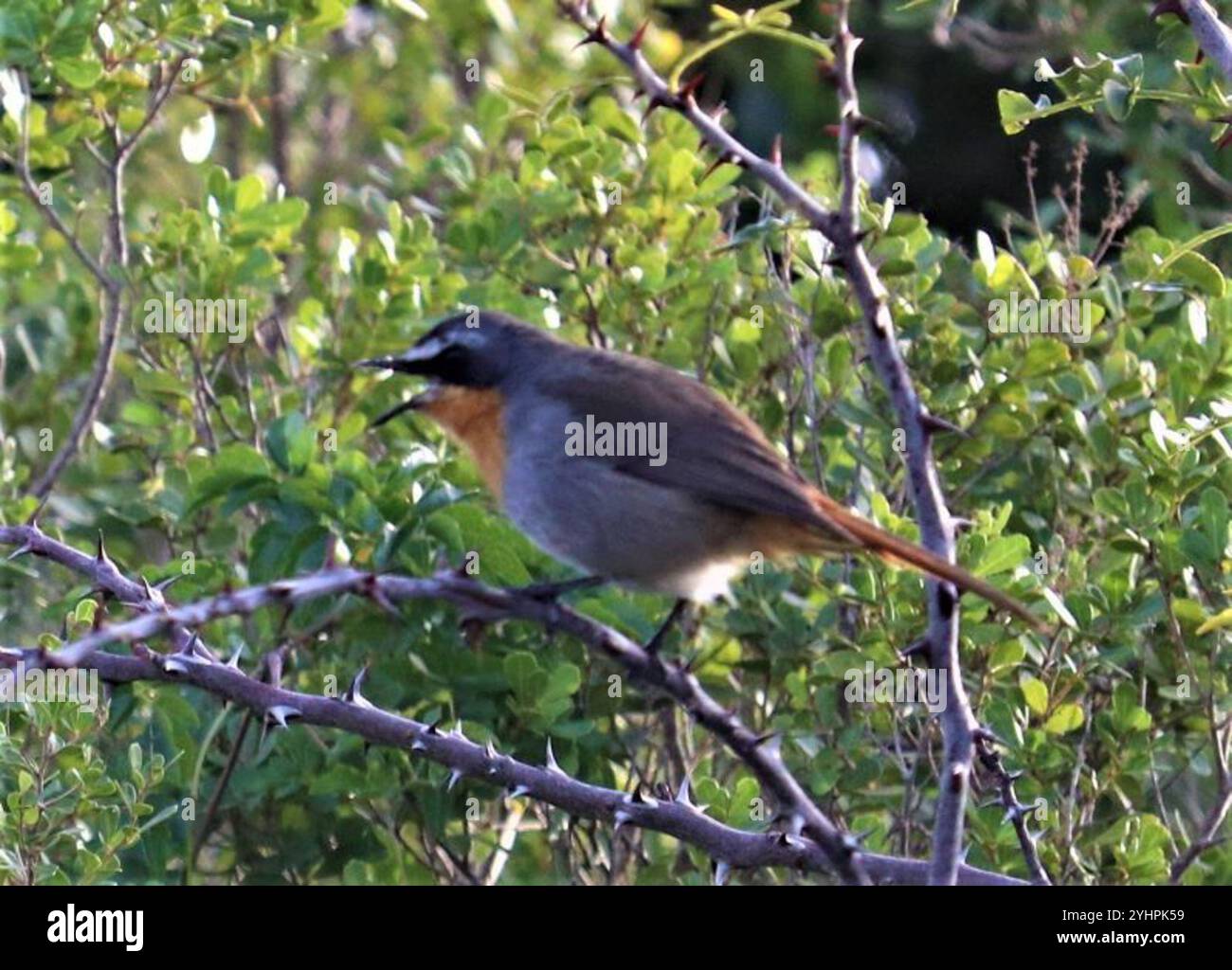 Southern Cape Robin-Chat (Cossypha caffra caffra Stock Photo - Alamy
