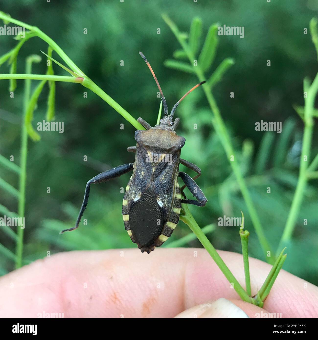 Mozena hi-res stock photography and images - Alamy