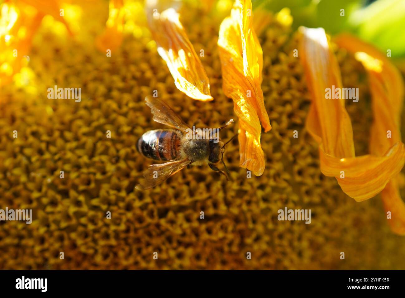 Western Honey Bee (Apis mellifera Stock Photo - Alamy
