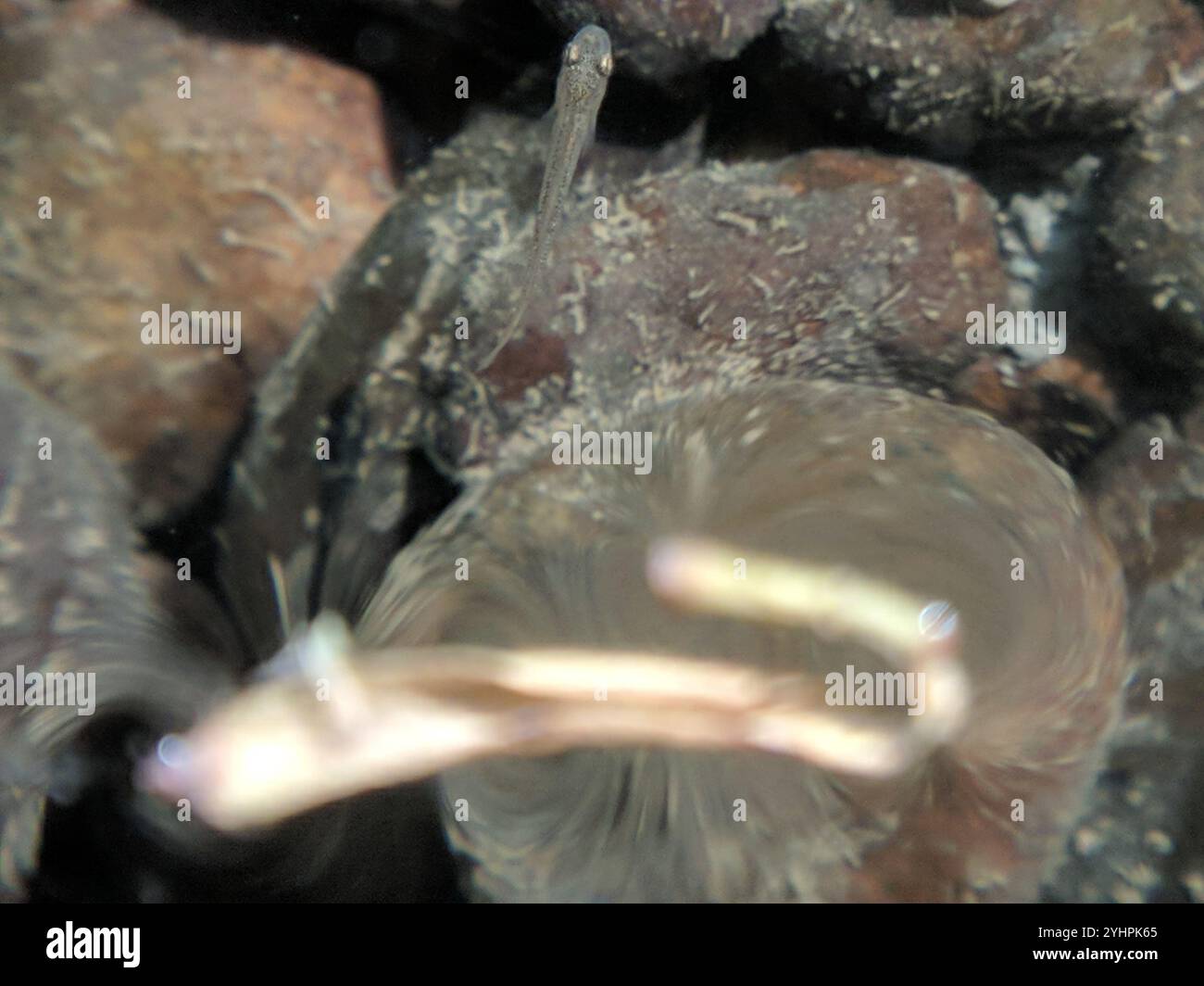 Ray-finned Fishes (Actinopterygii Stock Photo - Alamy