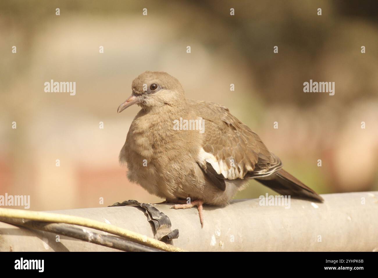 West Peruvian Dove (Zenaida meloda Stock Photo - Alamy