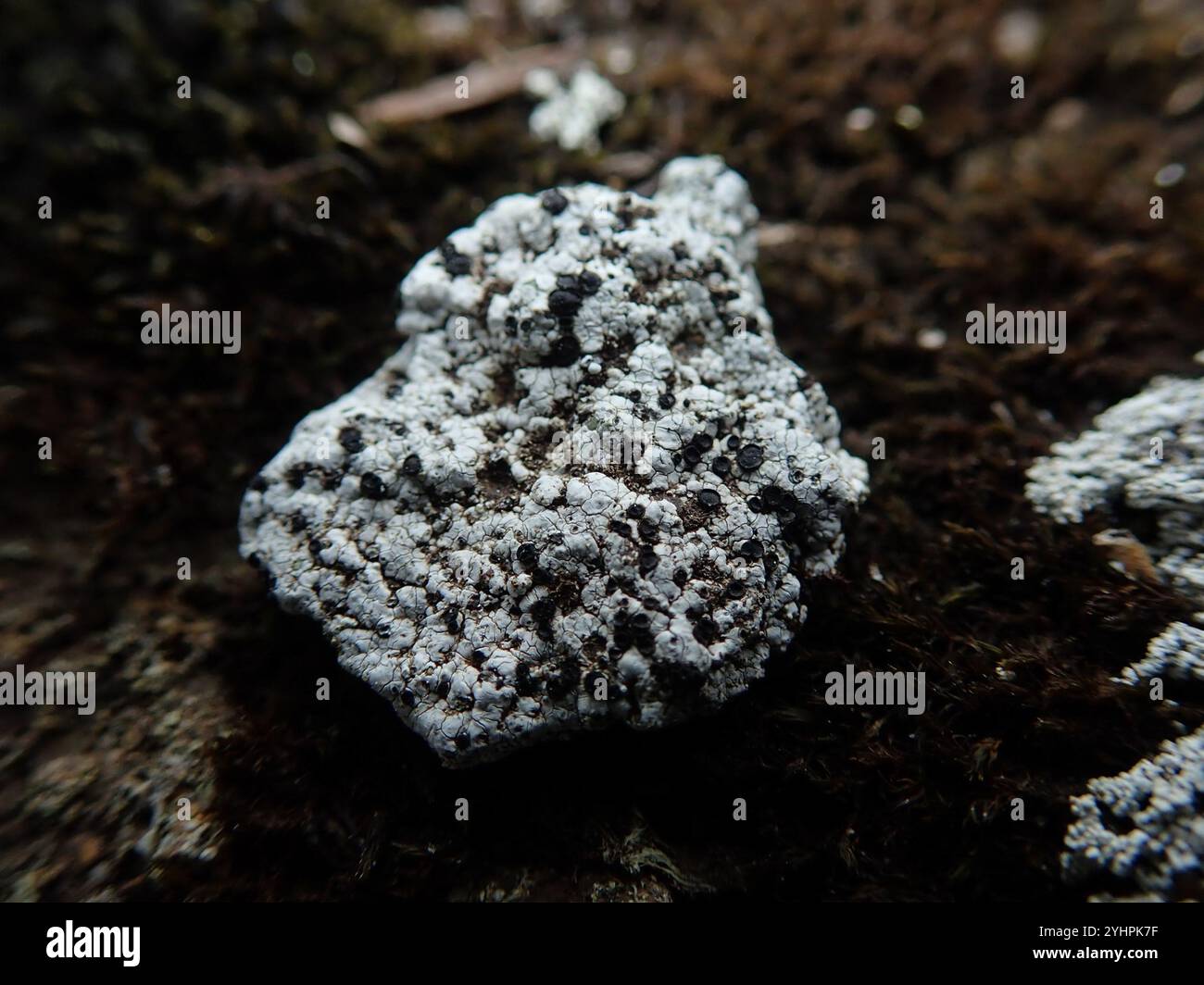 Tile Lichens (Lecidea Stock Photo - Alamy