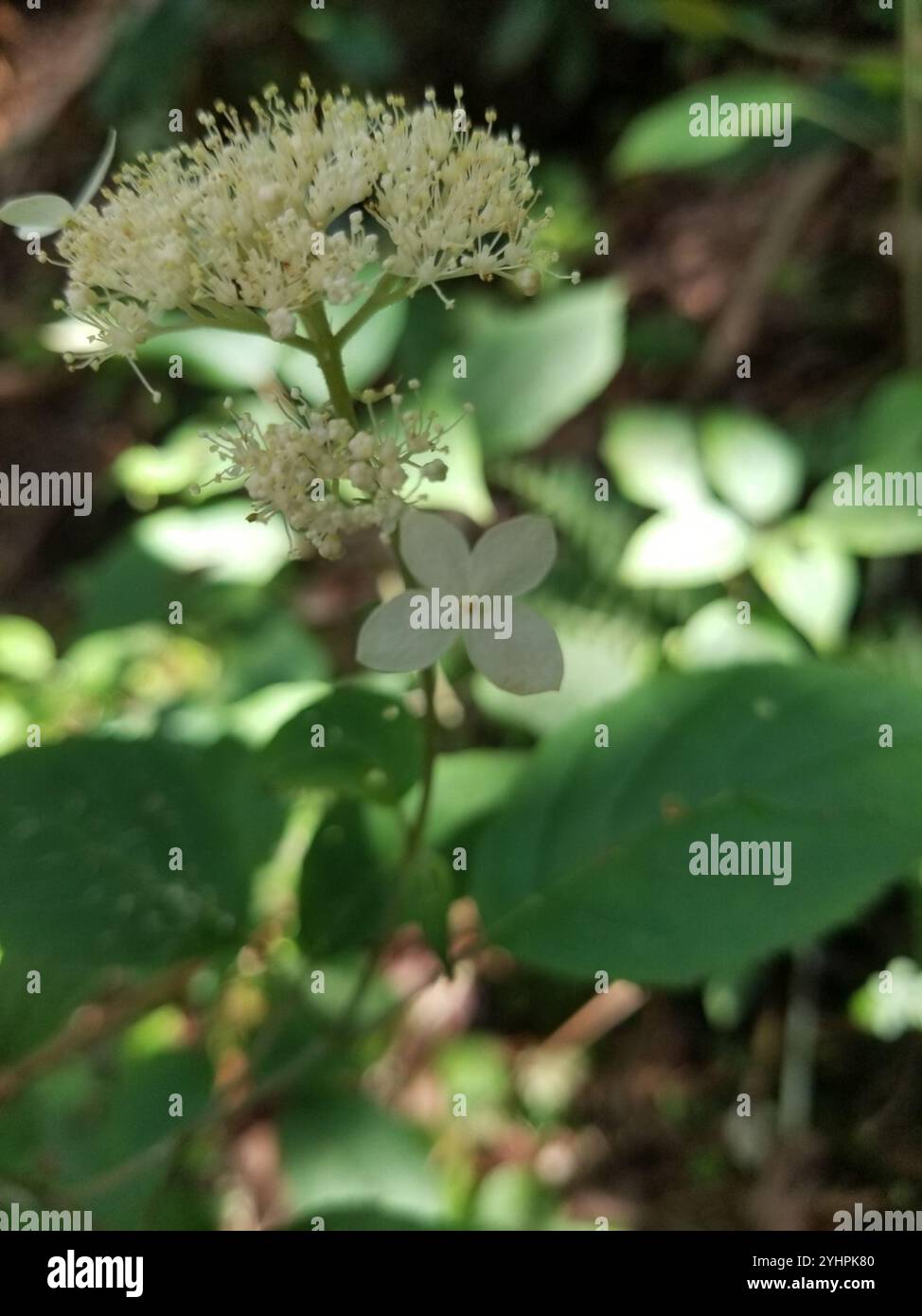 wild hydrangea (Hydrangea arborescens Stock Photo - Alamy