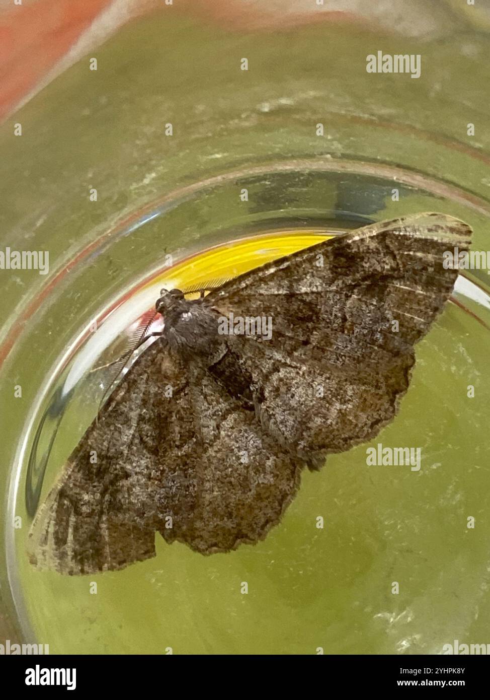 Alcis repandata alcis repandata hi-res stock photography and images - Alamy