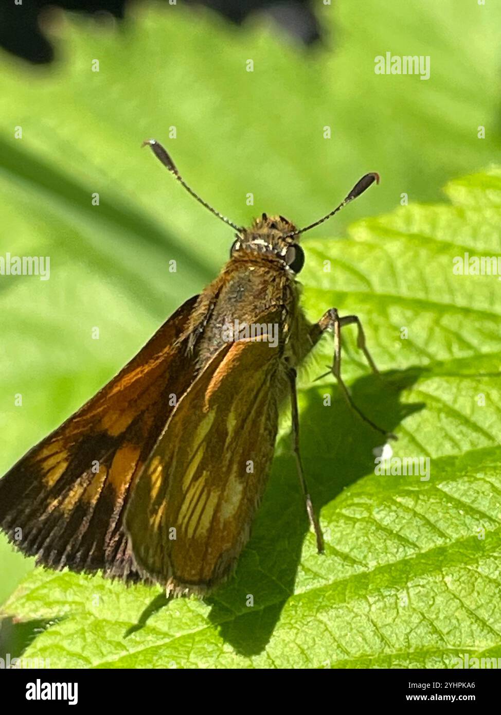 Long Dash (Polites mystic Stock Photo - Alamy
