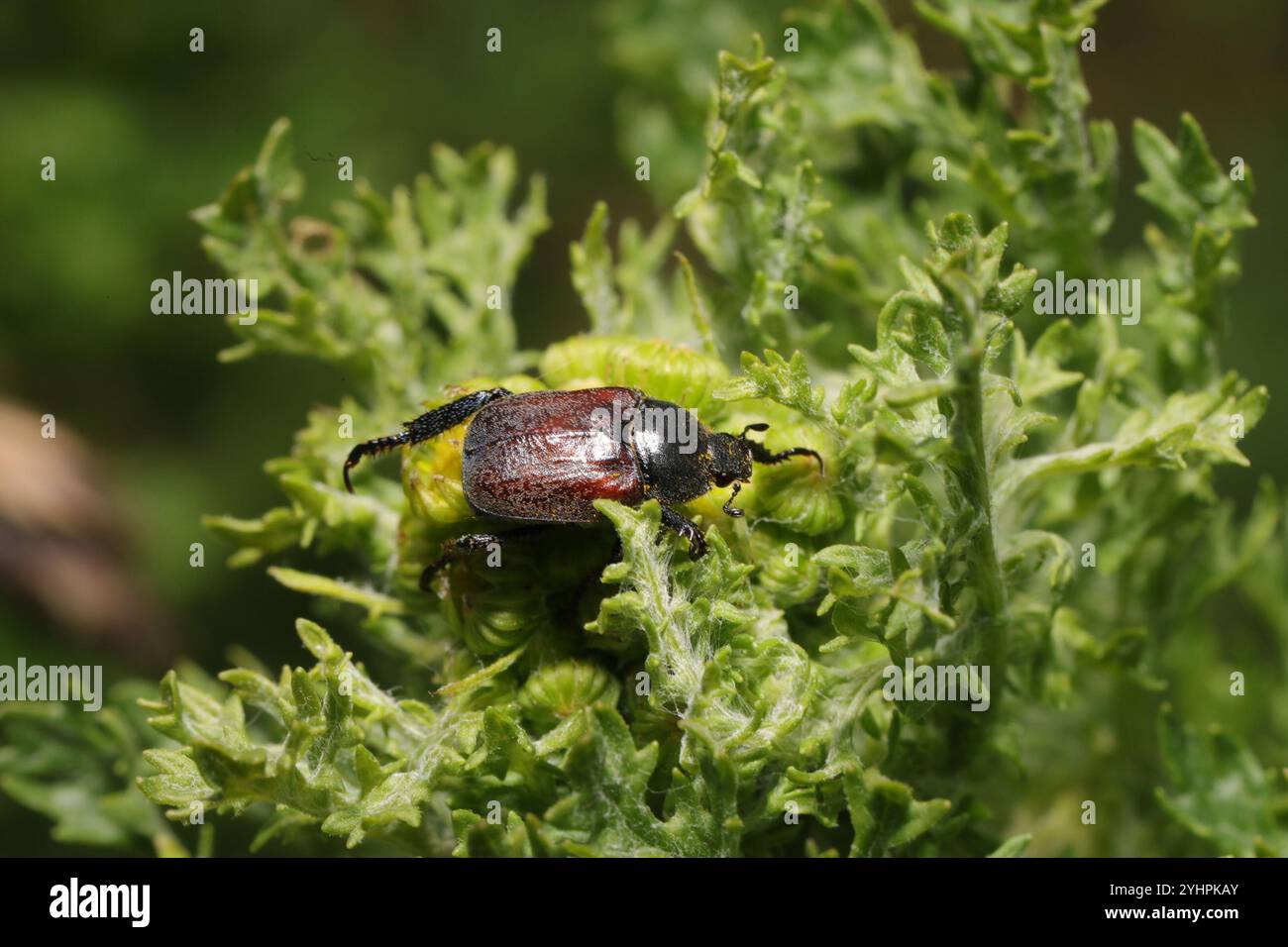 Welsh chafer hi-res stock photography and images - Alamy