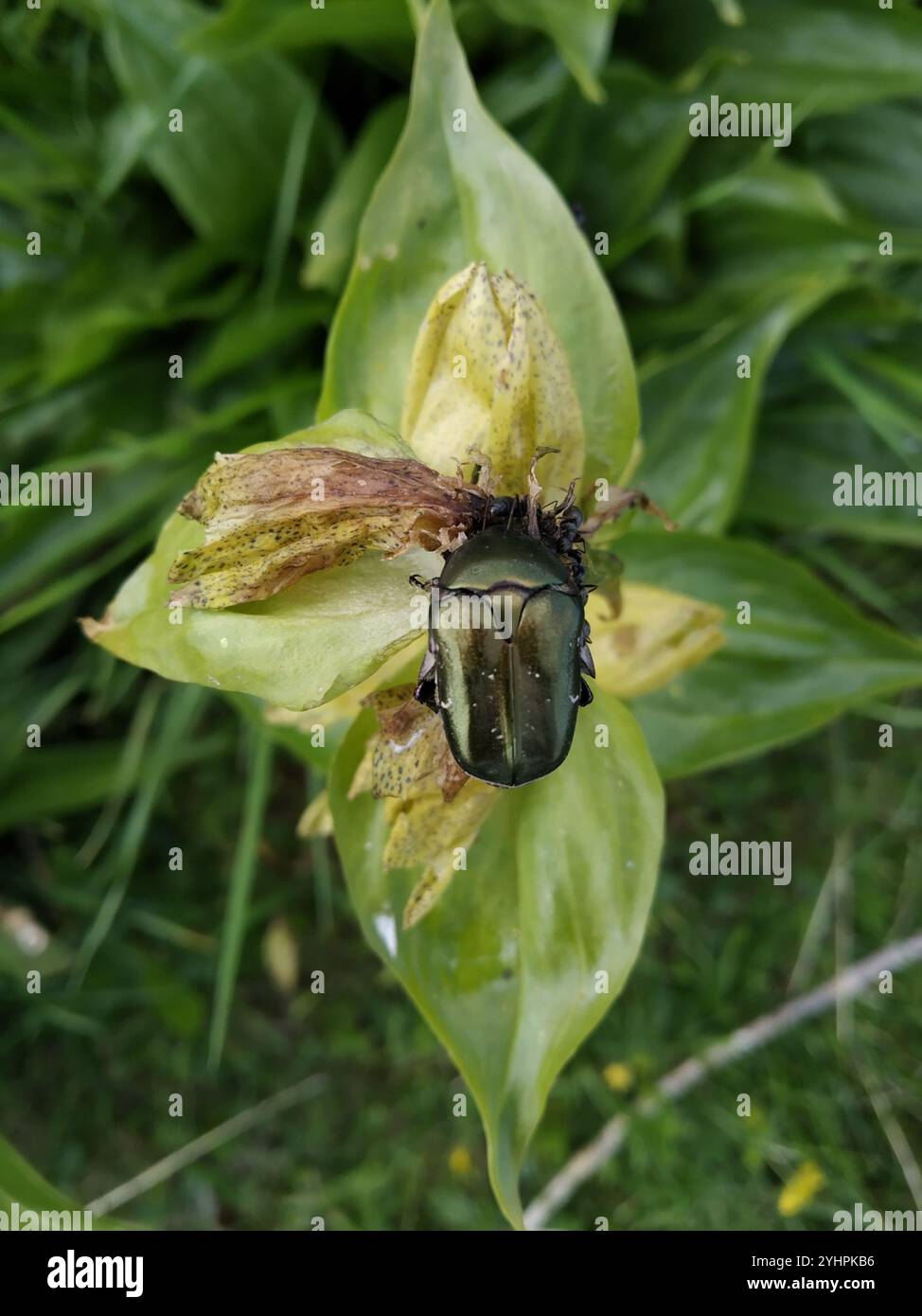 Copper Chafer (Protaetia cuprea Stock Photo - Alamy