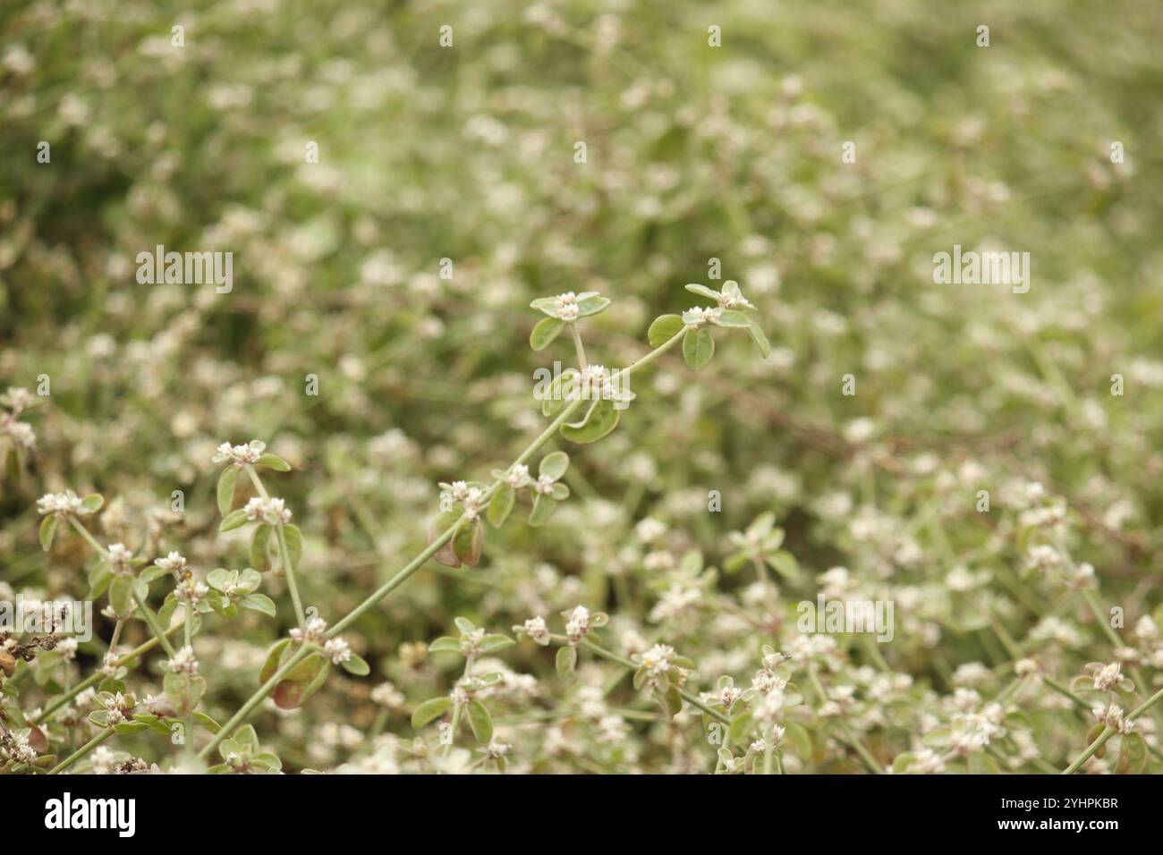 hairy joyweed (Alternanthera halimifolia Stock Photo - Alamy