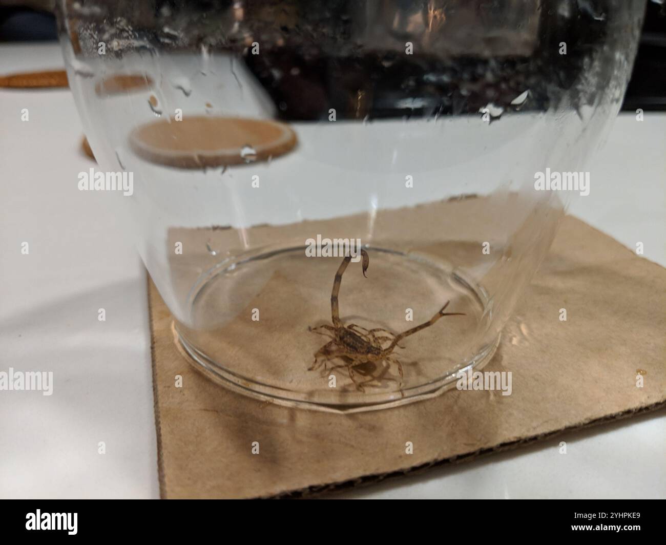 Lesser Brown Scorpion (Isometrus maculatus Stock Photo - Alamy