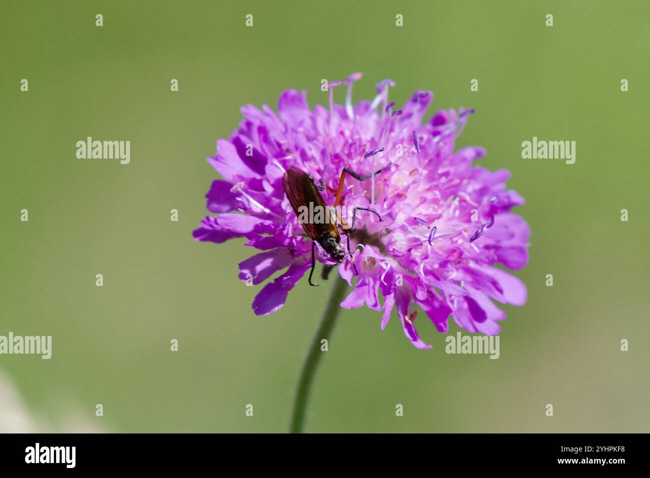 Dance Flies, Long-legged Flies, and Allies (Empidoidea Stock Photo - Alamy