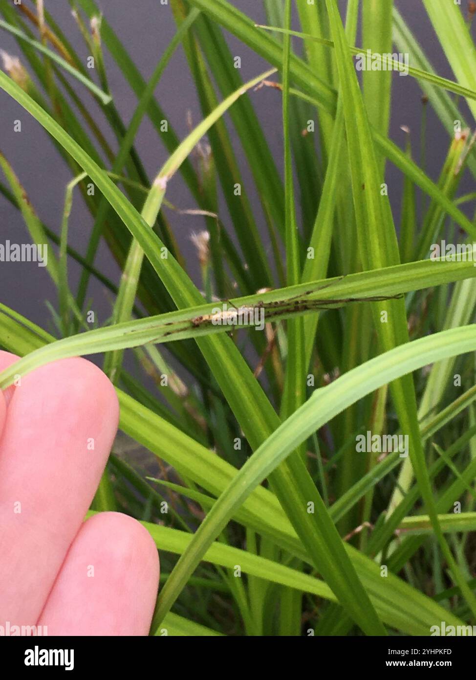 Elongate Stilt Spider (Tetragnatha elongata Stock Photo - Alamy