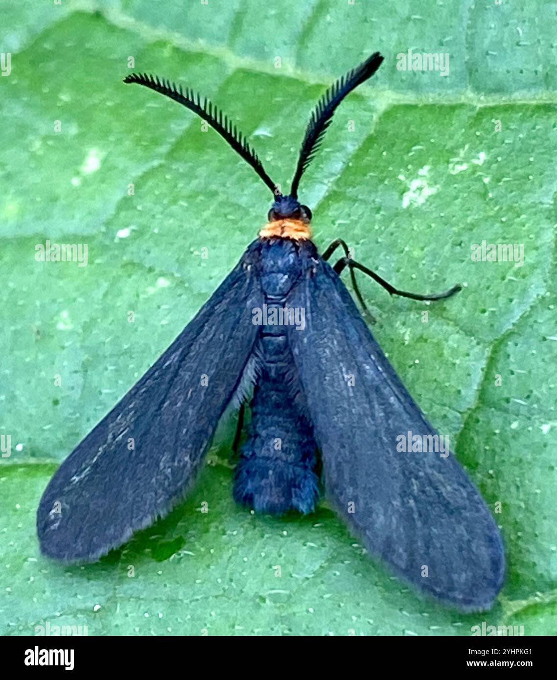 Grapeleaf Skeletonizer Moth (Harrisina americana Stock Photo - Alamy