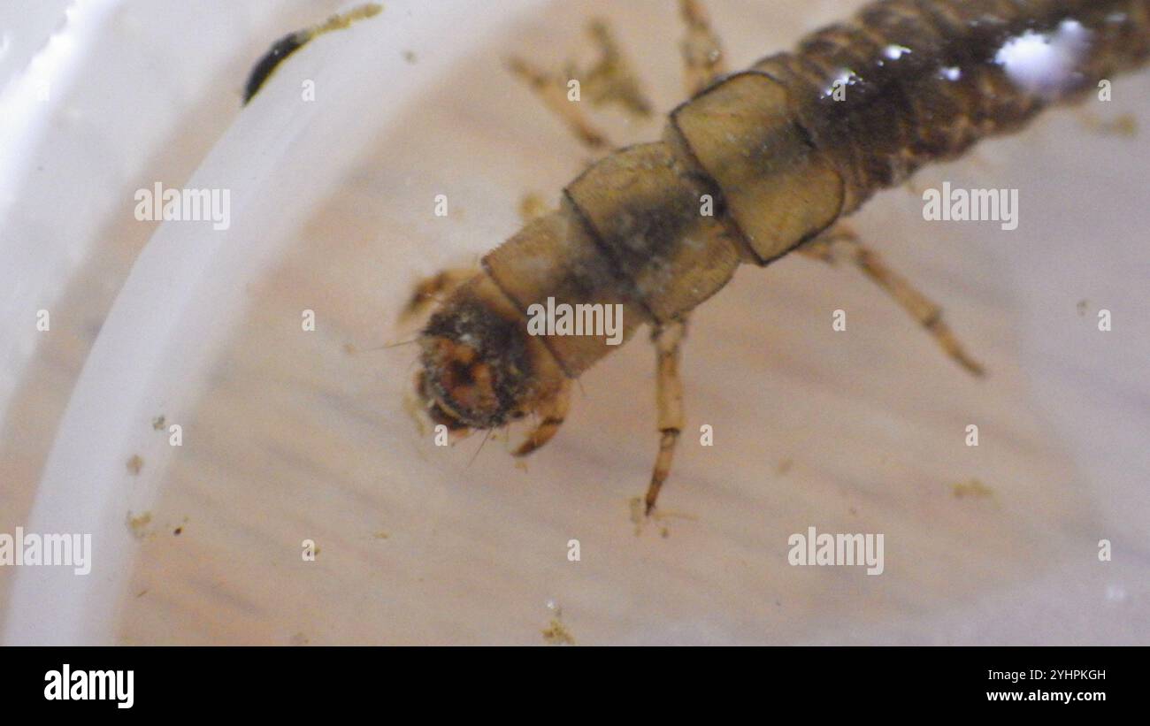 Net-spinning Caddisflies (Hydropsychidae Stock Photo - Alamy