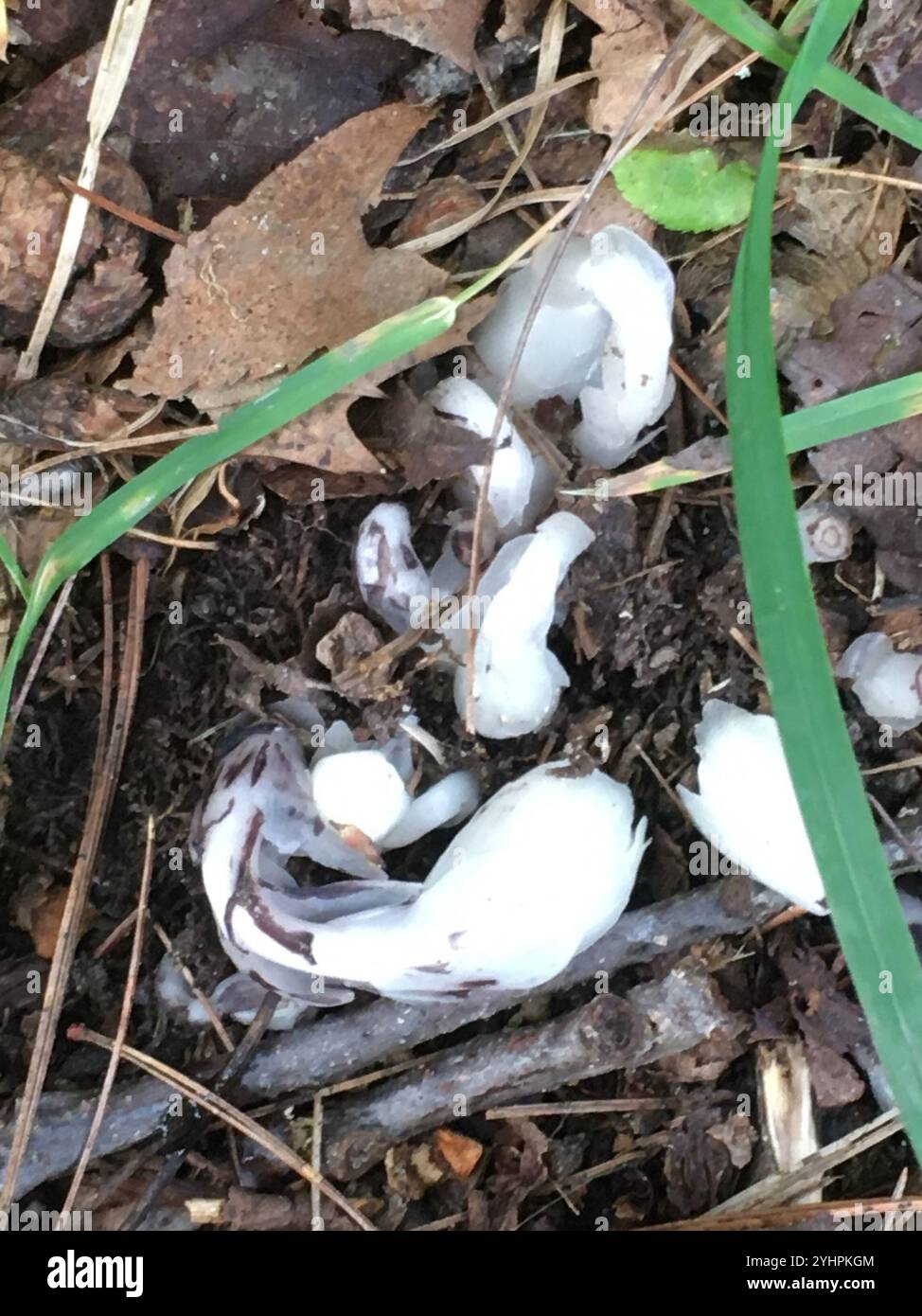 Ghost Pipe (Monotropa uniflora Stock Photo - Alamy