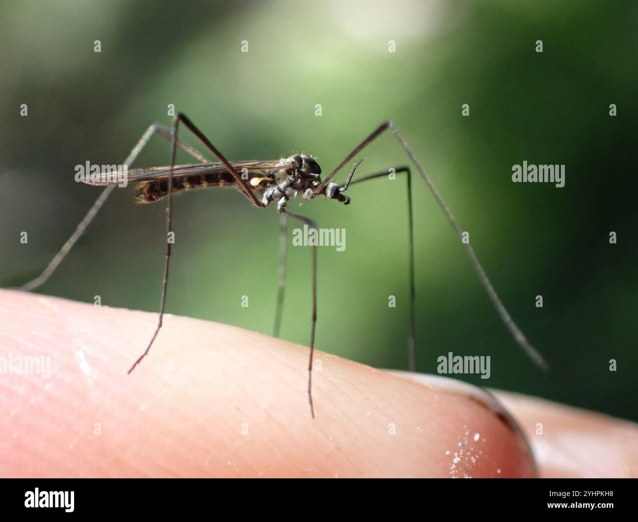 Crane Flies (Tipulomorpha Stock Photo - Alamy