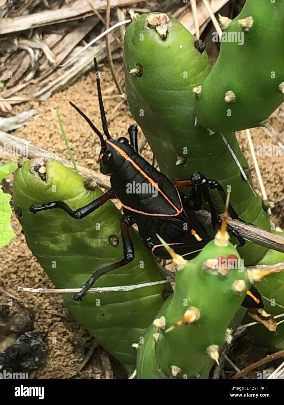 Eastern Lubber Grasshopper (Romalea microptera Stock Photo - Alamy