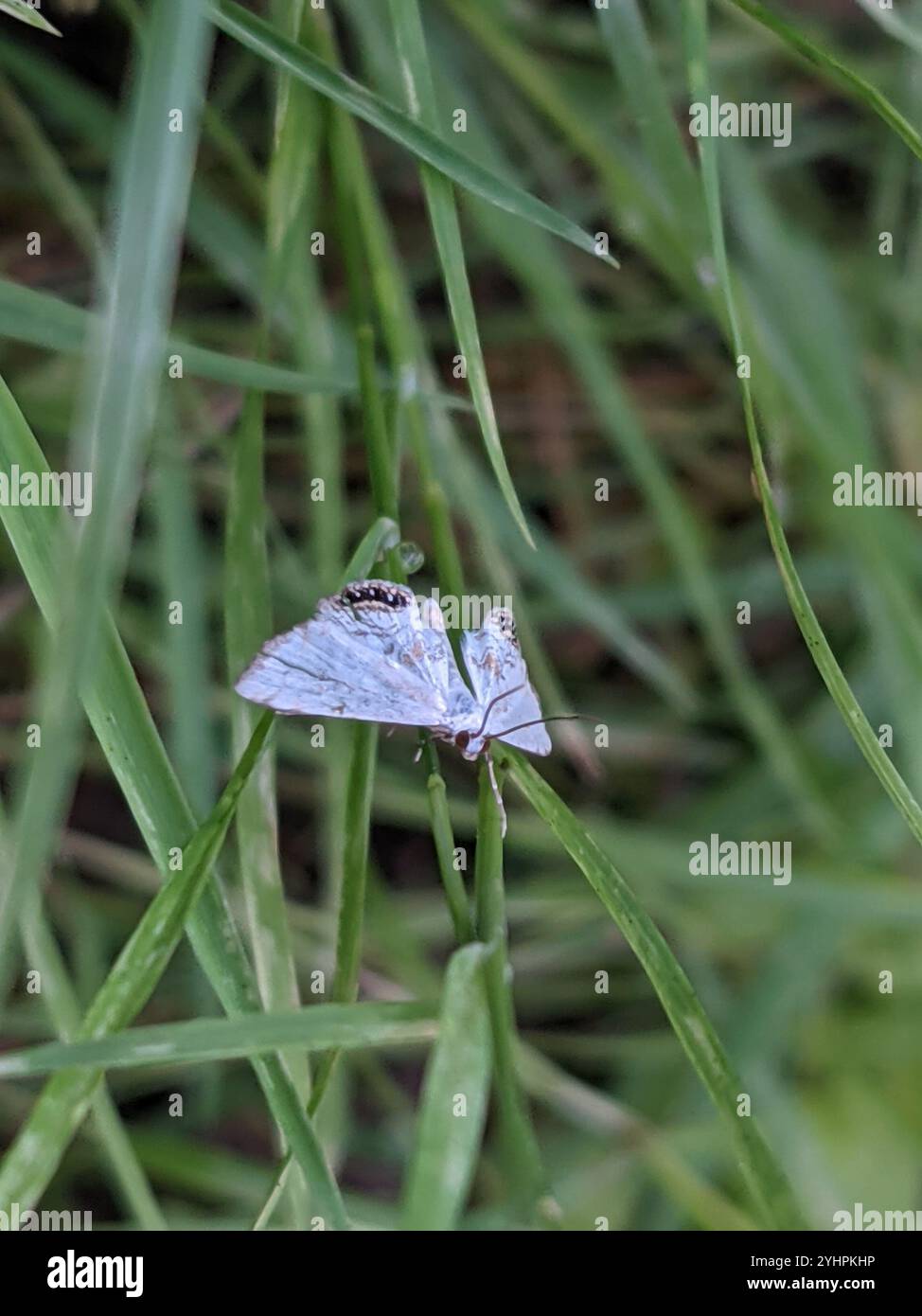 Small China-mark (Cataclysta lemnata Stock Photo - Alamy