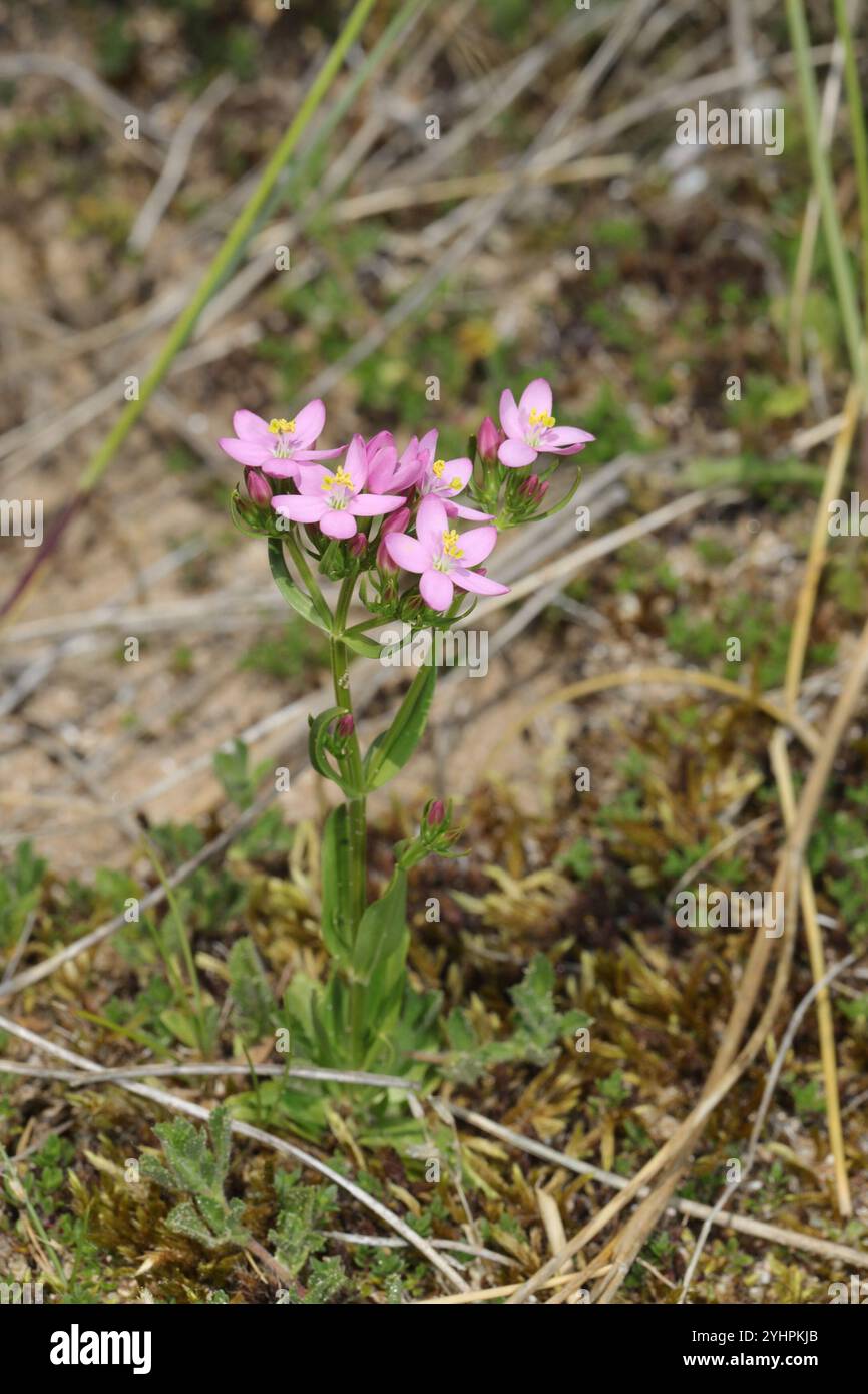 Common centaury (Centaurium erythraea Stock Photo - Alamy