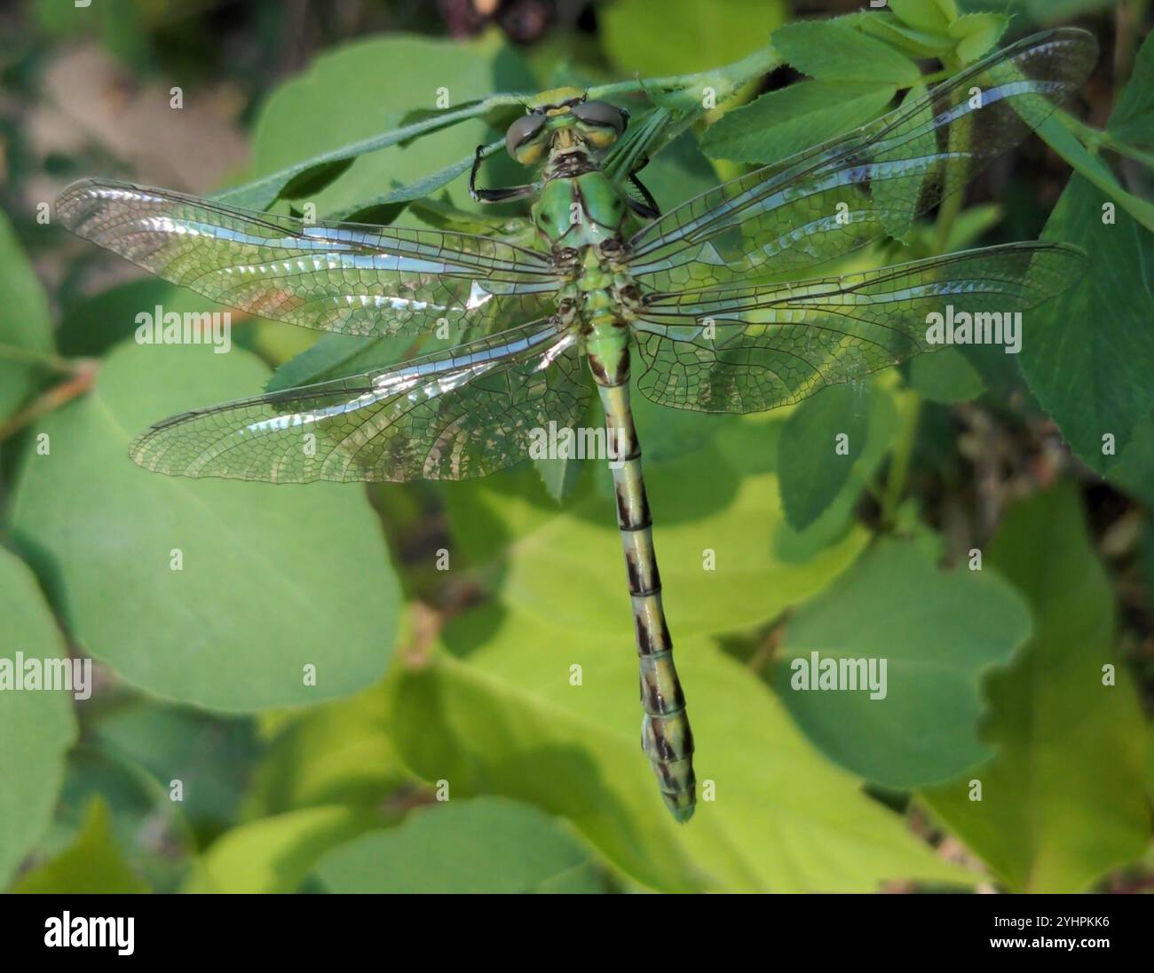 Pale Snaketail (Ophiogomphus severus Stock Photo - Alamy
