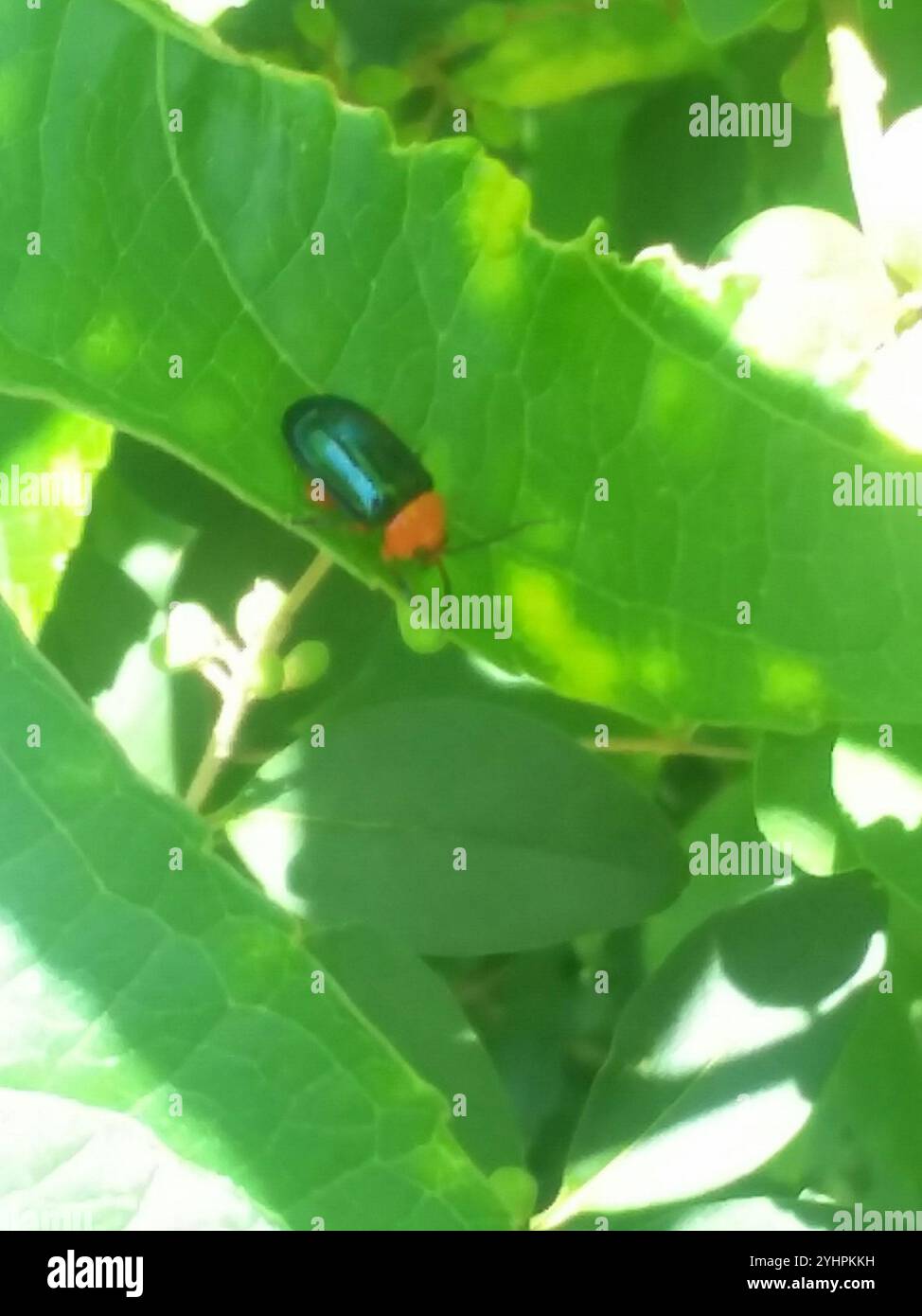 Shiny Flea Beetle (Asphaera lustrans Stock Photo - Alamy