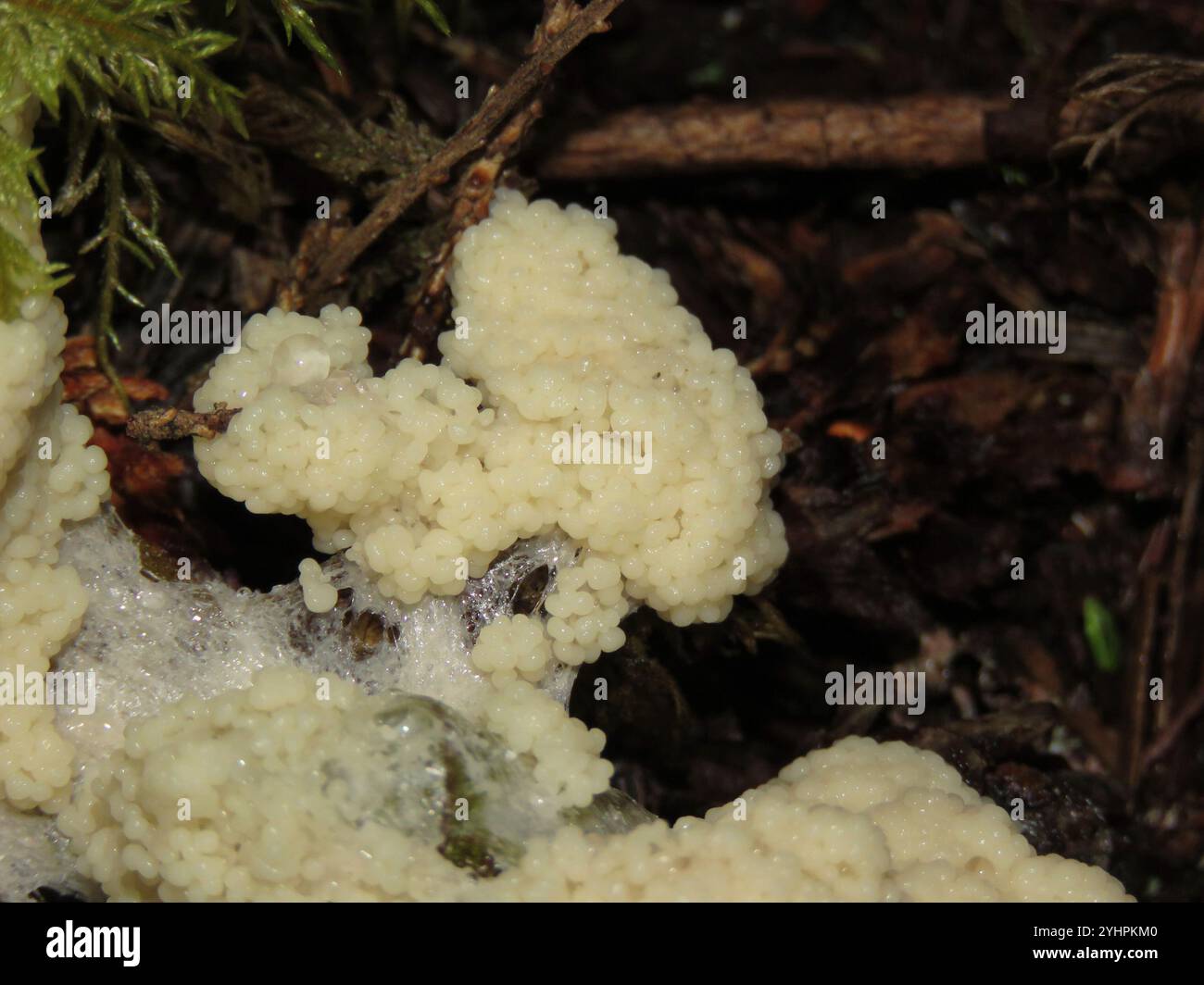 Dog Sick Slime Mould (Didymium spongiosum Stock Photo - Alamy