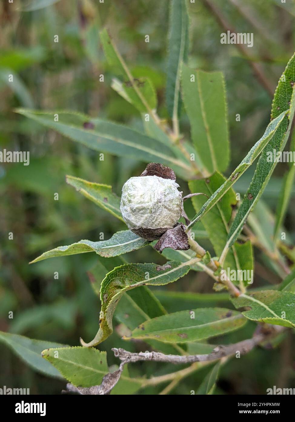 Willow Pinecone Gall Midge (Rabdophaga strobiloides Stock Photo - Alamy