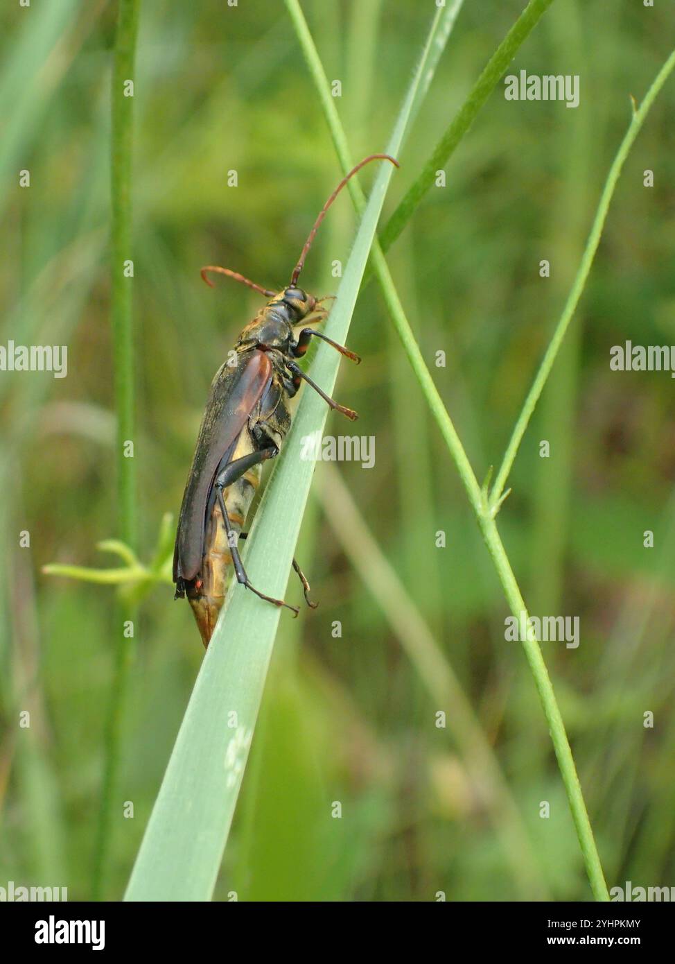 Ladder-marked Longhorn Beetle (Bellamira scalaris Stock Photo - Alamy