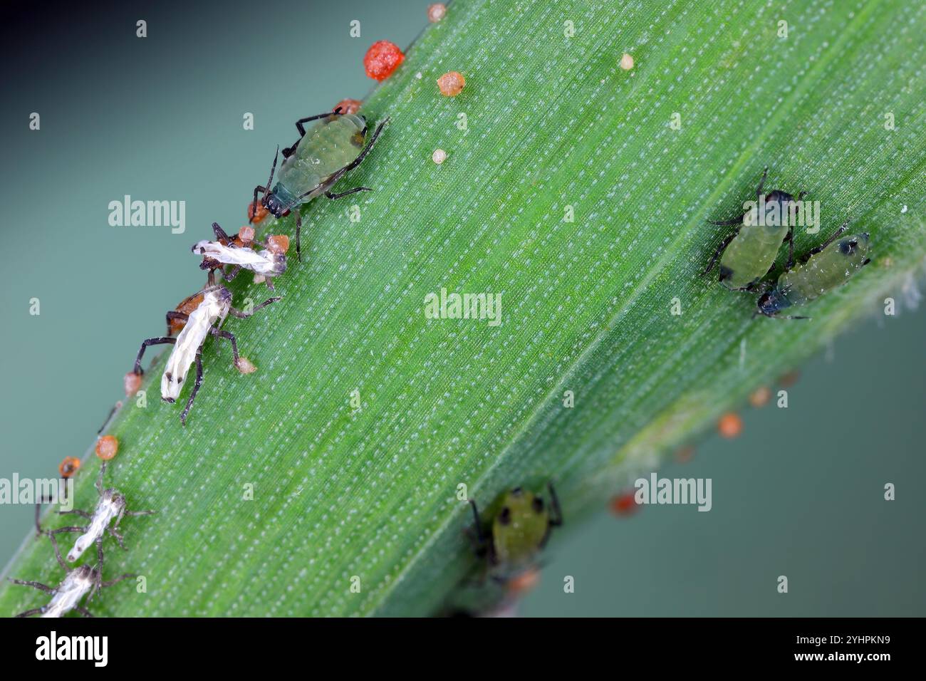 Corn leaf aphids, Rhopalosiphum maidis on cereals Stock Photo - Alamy