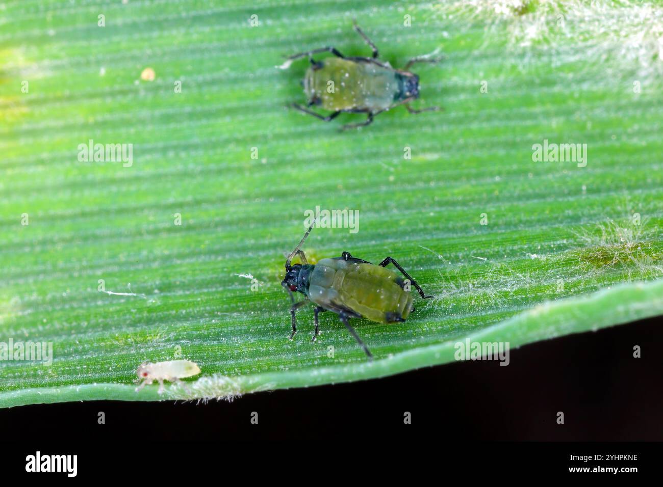Corn leaf aphids, Rhopalosiphum maidis on cereals Stock Photo - Alamy