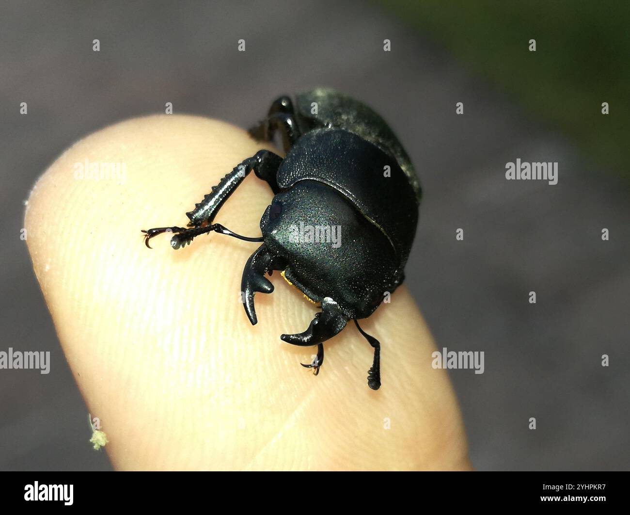 Lesser Stag Beetle (Dorcus parallelipipedus Stock Photo - Alamy