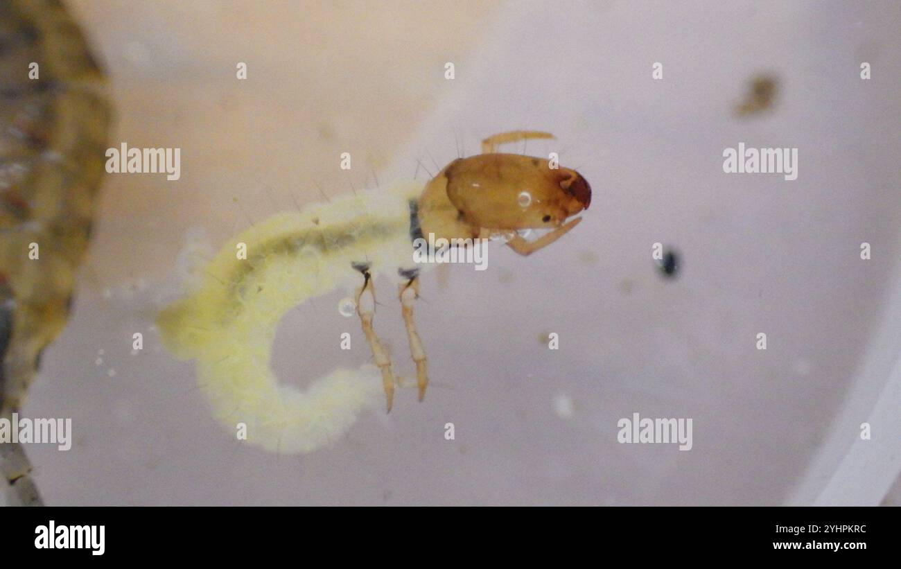 Little Black Caddisflies (Chimarra Stock Photo - Alamy