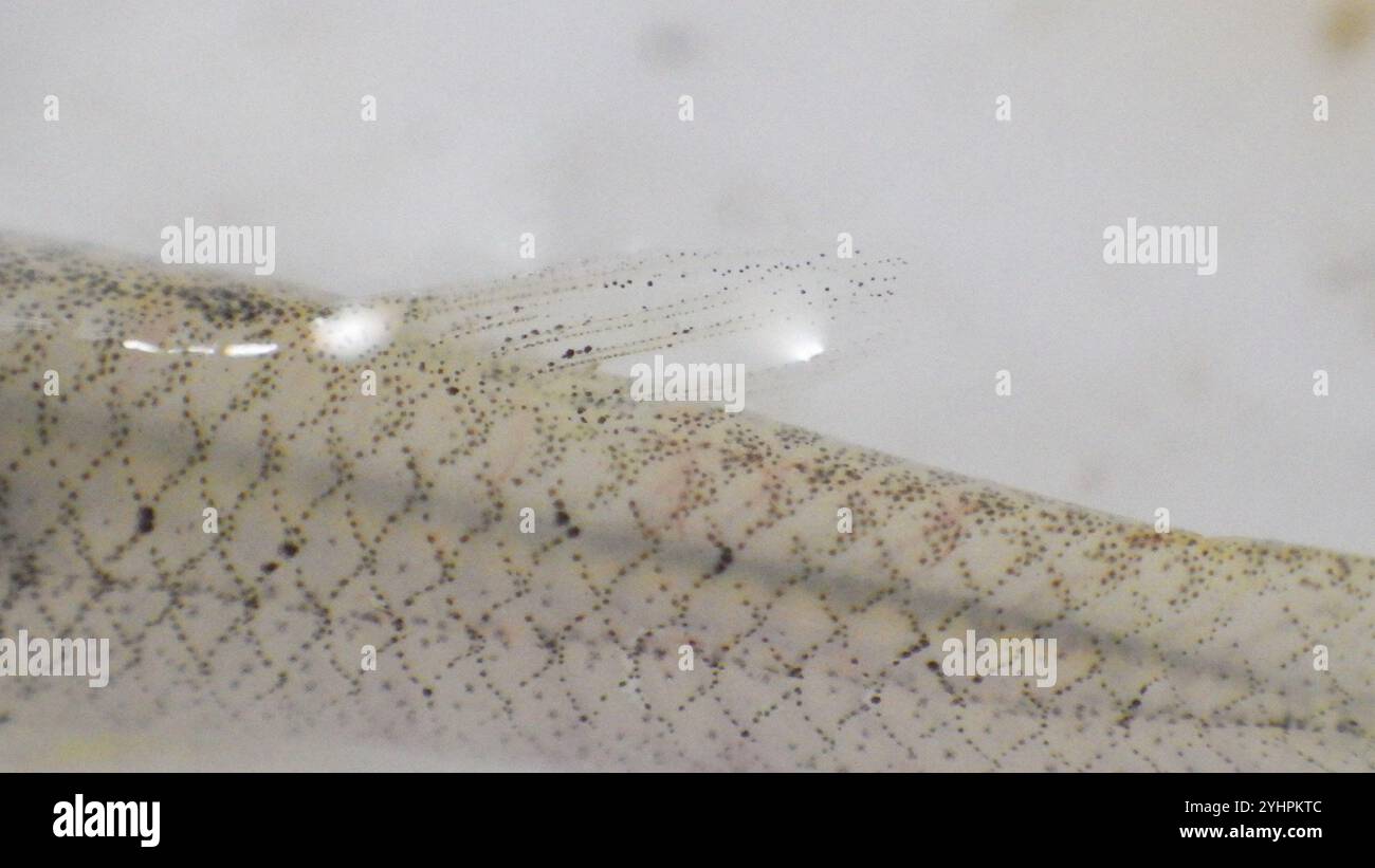 Western Mosquitofish (Gambusia affinis Stock Photo - Alamy