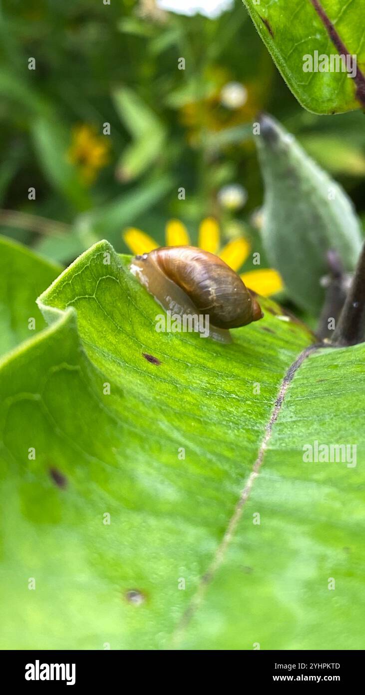 Amber Snails (Succineidae Stock Photo - Alamy