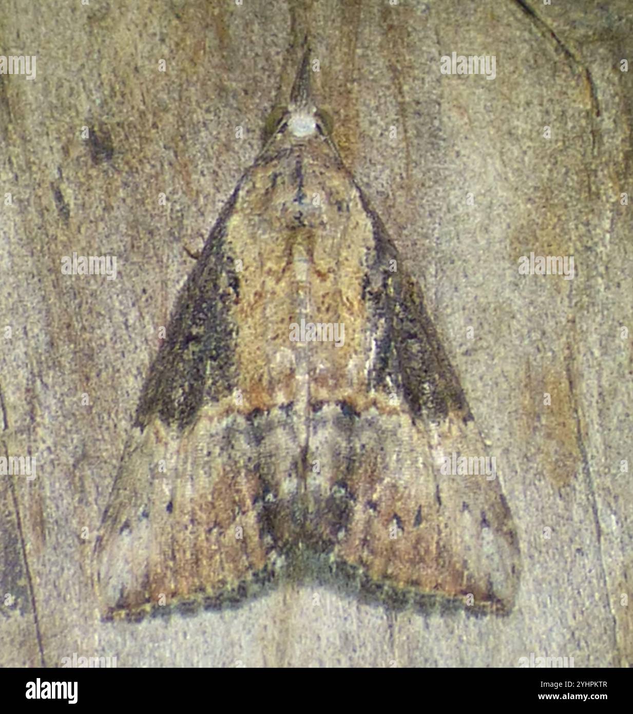 Green Cloverworm Moth (Hypena scabra Stock Photo - Alamy