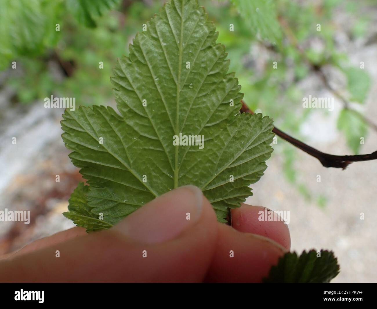 Pacific ninebark (Physocarpus capitatus Stock Photo - Alamy