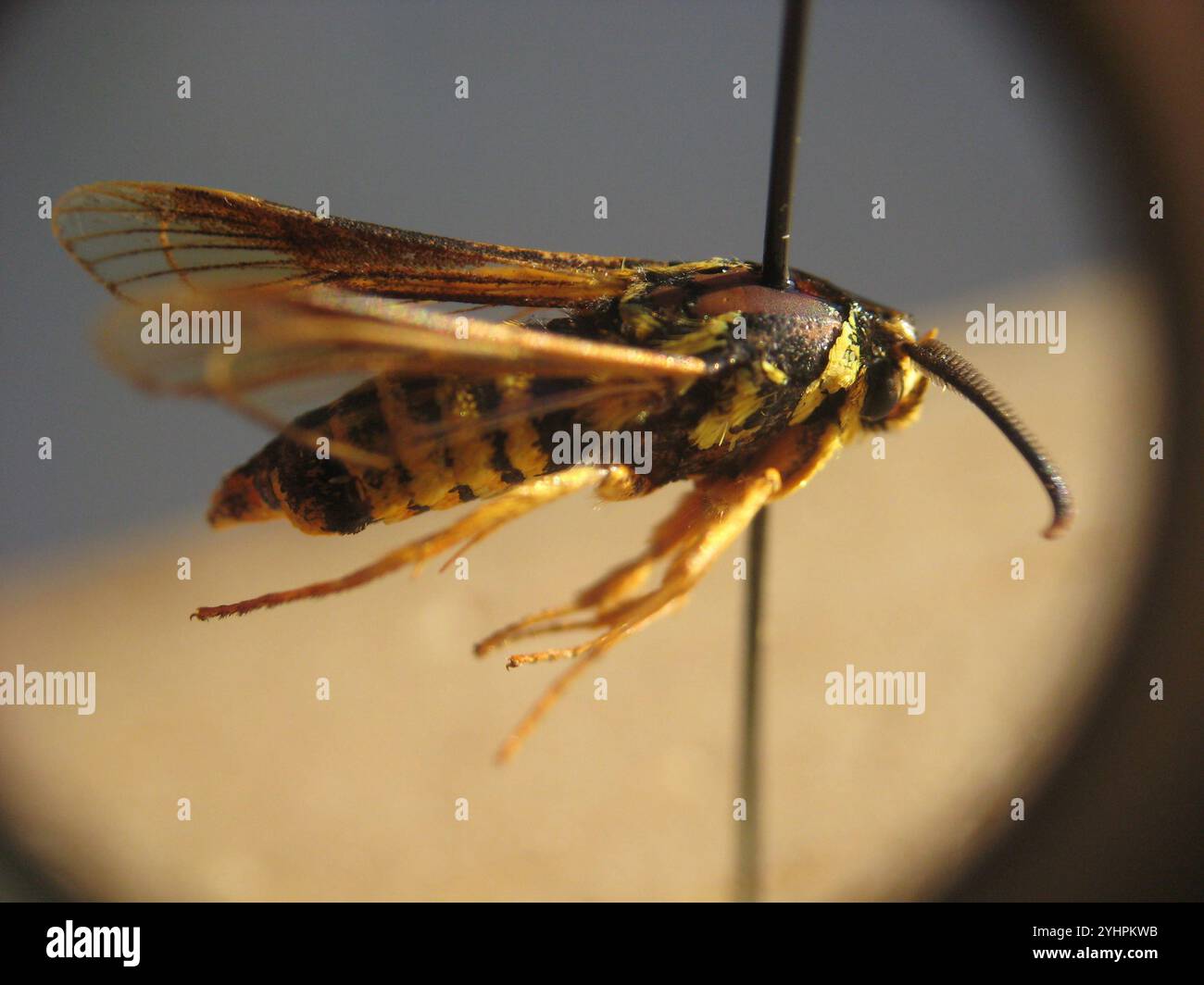 Hornet Clearwing Moth (Paranthrene simulans Stock Photo - Alamy