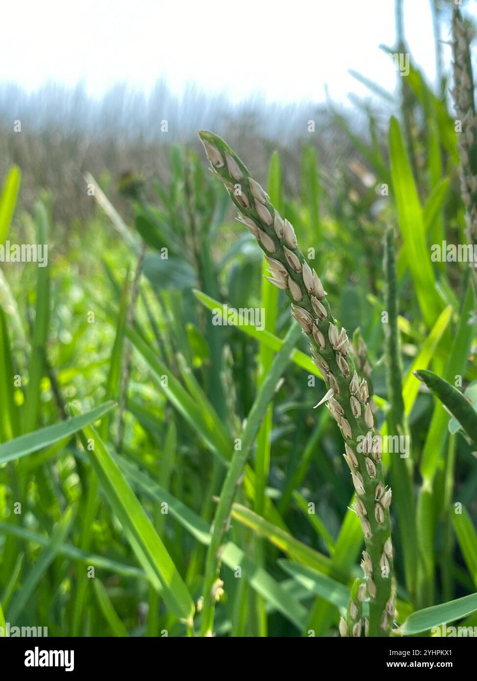 Saint Augustine grass (Stenotaphrum secundatum Stock Photo - Alamy