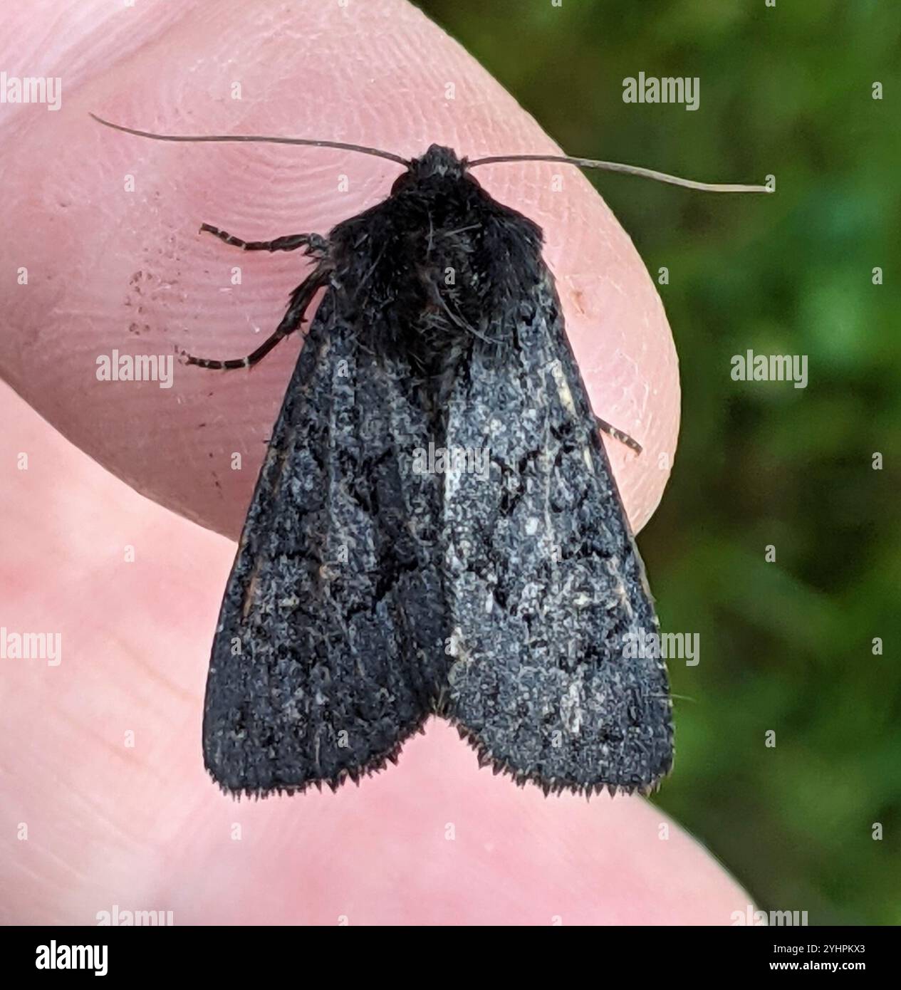 Cutworms and Dart Moths (Noctuinae Stock Photo - Alamy